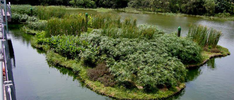 Floating Islands – Own One Today | Environmental Science & Technology
