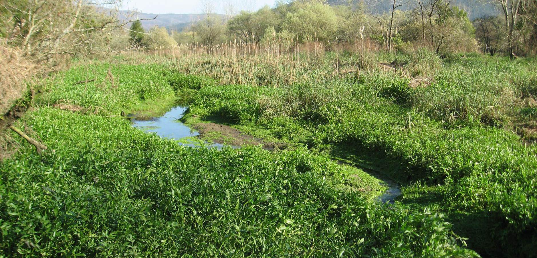 How Global Warming Will Affect Our Wetlands | Environmental Science ...